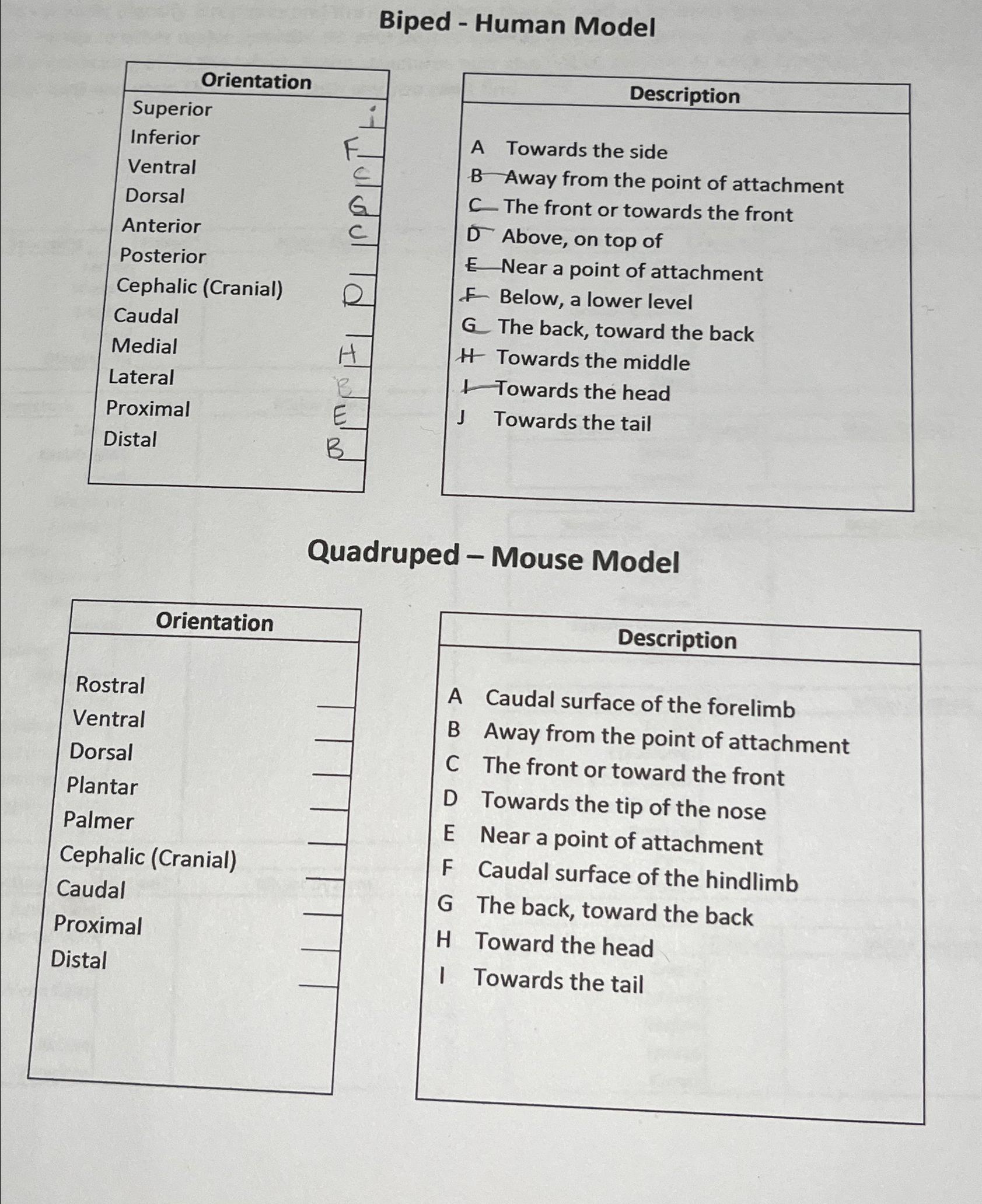 Solved Biped - ﻿Human | Chegg.com