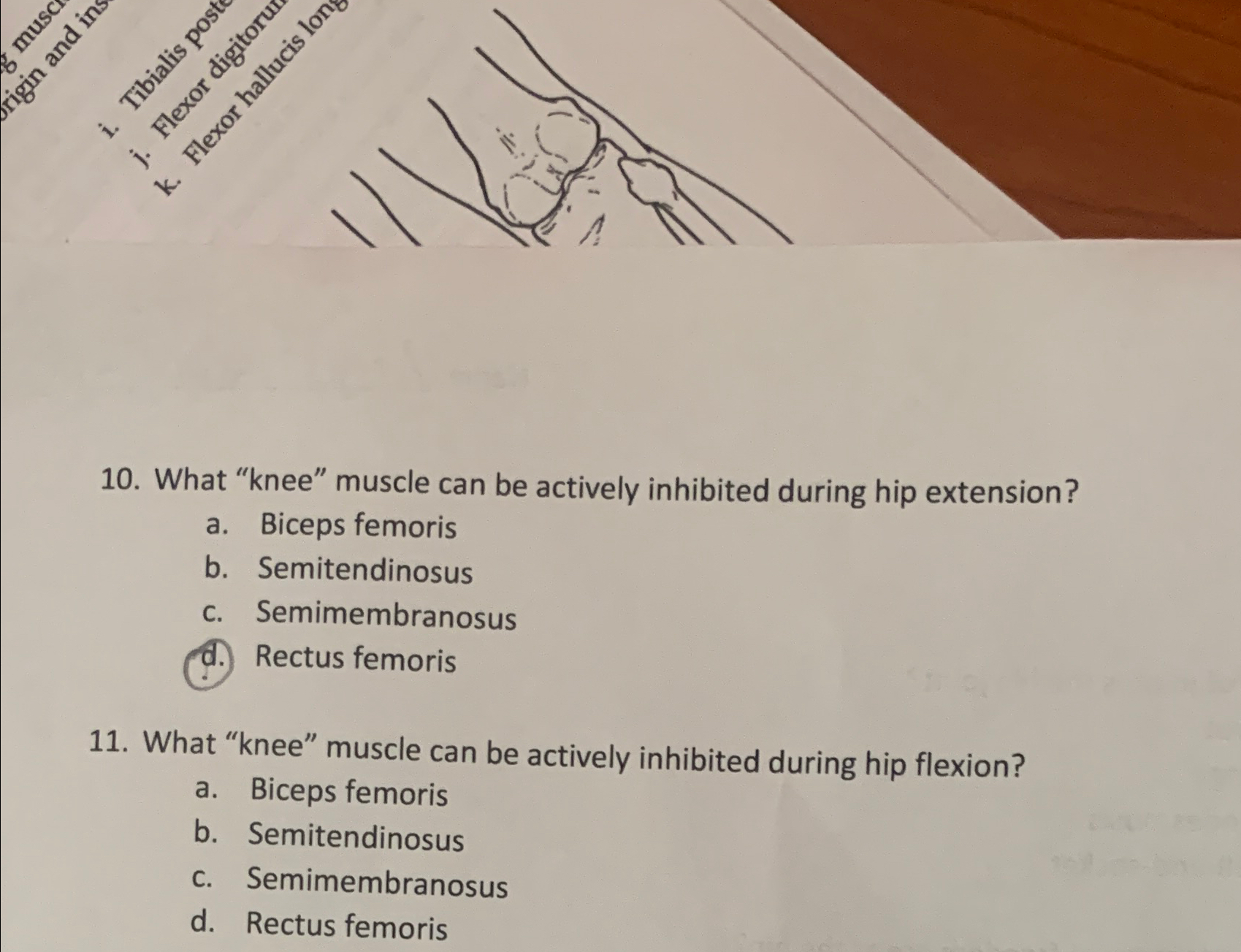 Solved What "knee" muscle can be actively inhibited during | Chegg.com