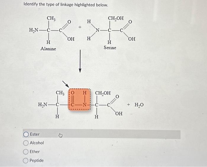 Solved Identify The Type Of Linkage Highlighted Below Ester