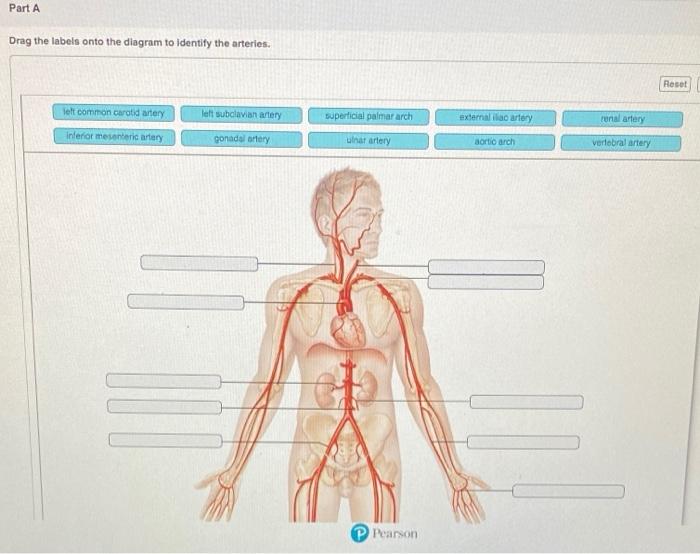 Solved Part A Drag the labels onto the diagram to identify | Chegg.com