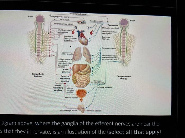 Solved The diagram above, where the ganglia of the efferent | Chegg.com