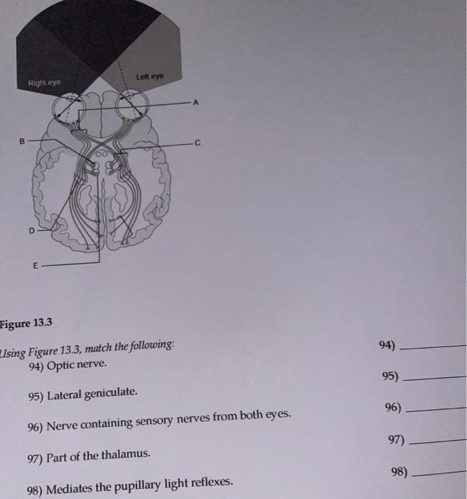 Solved Left eye Right eye B D E Figure 13.3 94) Using Figure | Chegg.com