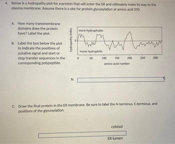 Solved Below is a hydropathy plot for a protein that will | Chegg.com