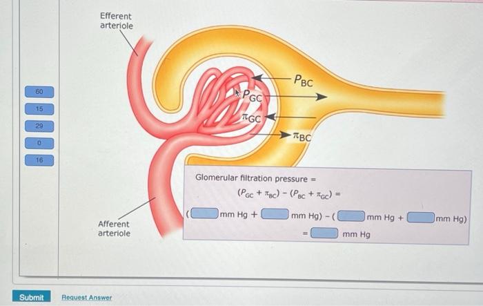 Solved Glomerular filtration pressure = | Chegg.com