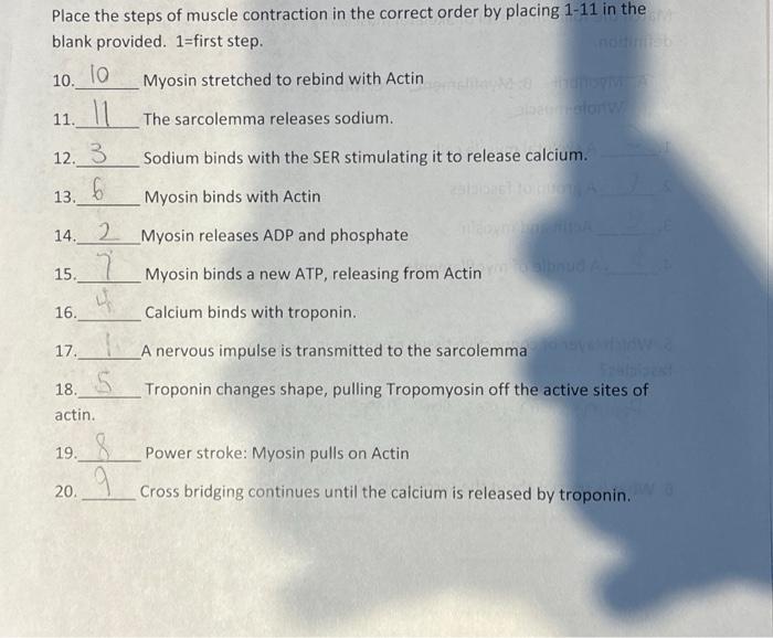 Solved Place the steps of muscle contraction in the correct | Chegg.com
