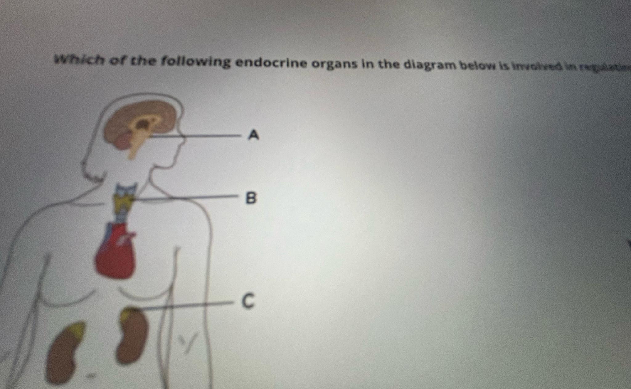 Solved Which of the following endocrine organs in the | Chegg.com