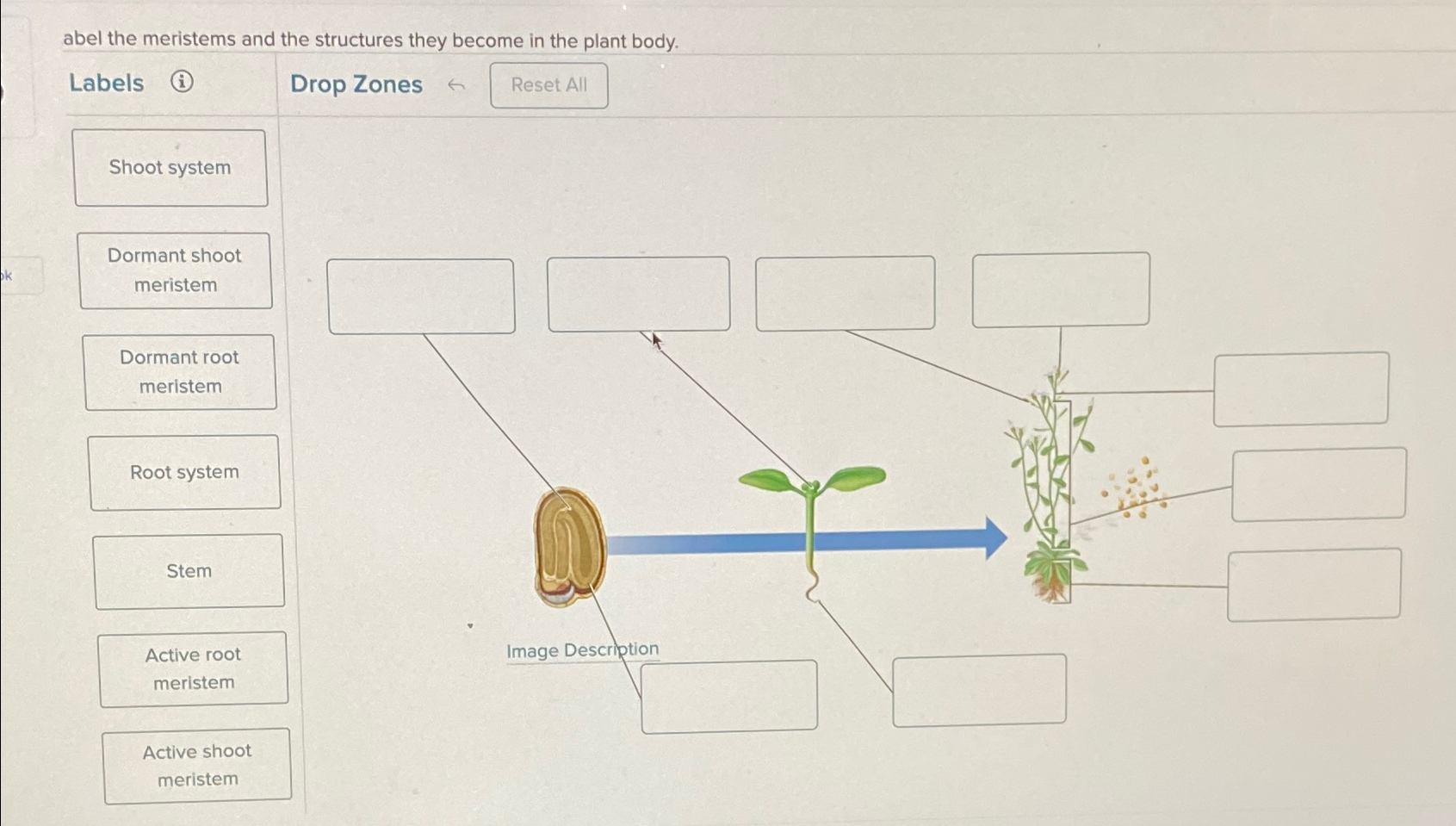Solved abel the meristems and the structures they become in | Chegg.com