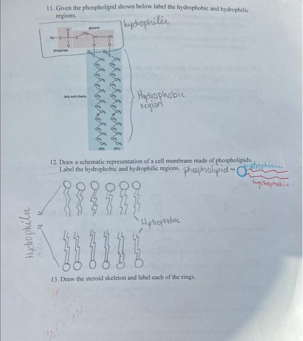 Solved 11. Given the phospholipid shown below label the | Chegg.com