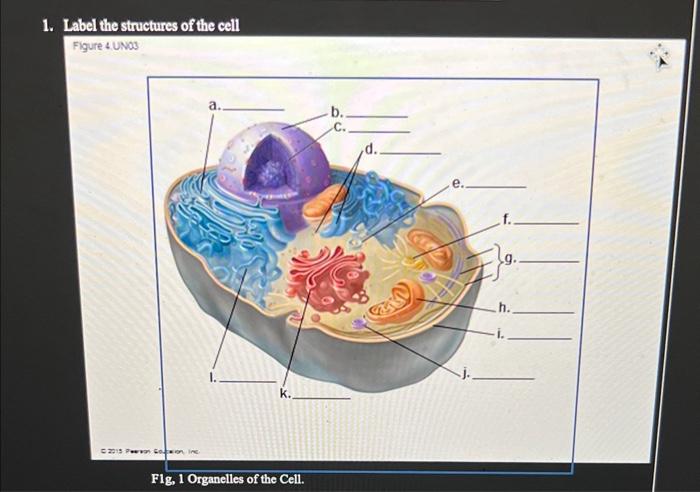 Solved 1. Label the structures of the cell Figure 4 UND3 | Chegg.com