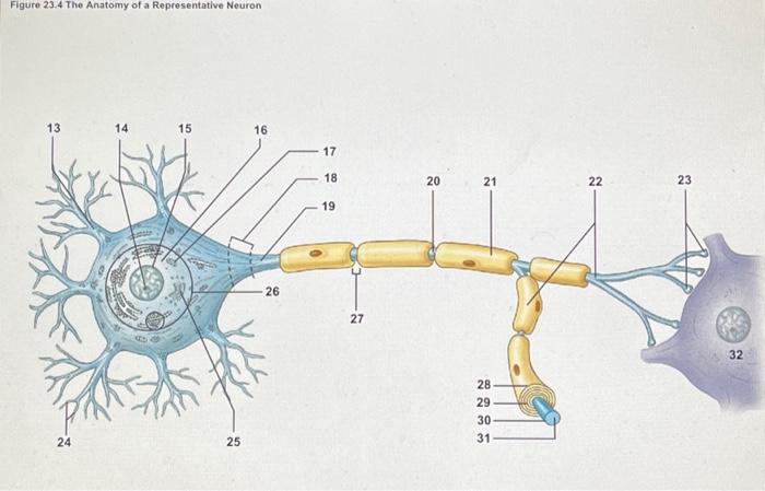 Solved Figure 23.4 The Anatomy of a Representative Neuron | Chegg.com
