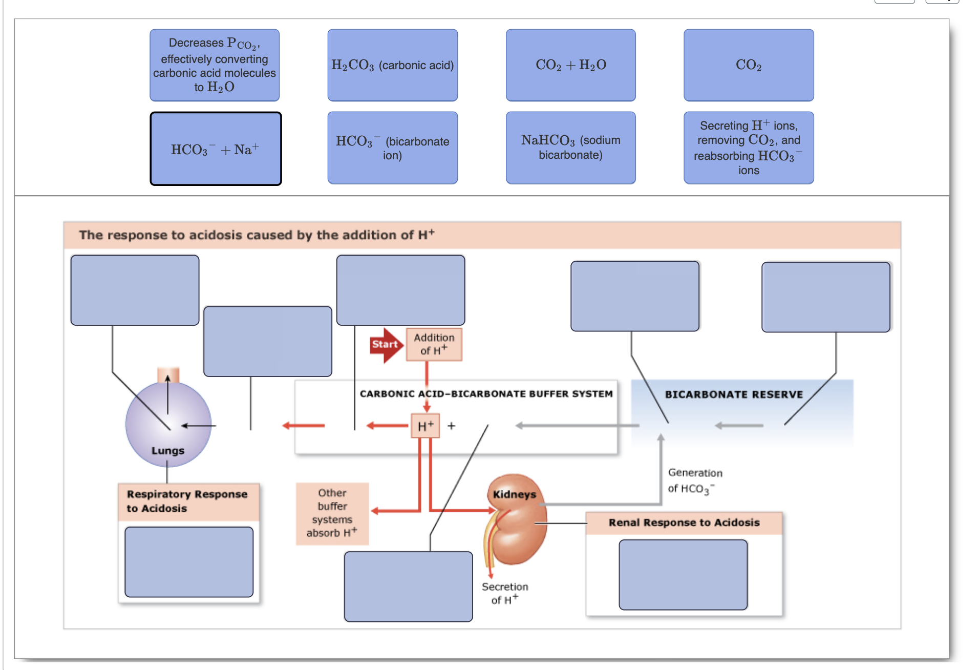 Solved Drag the labels onto the diagram to identify the | Chegg.com