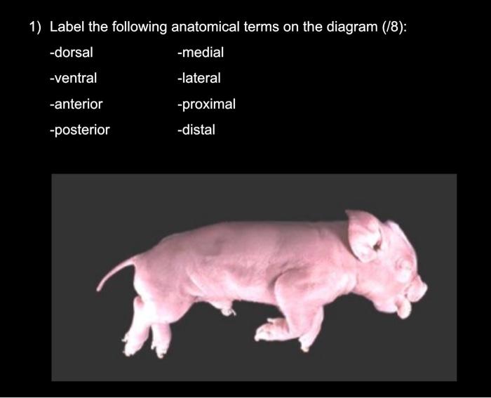 Solved 1) Label the following anatomical terms on the | Chegg.com