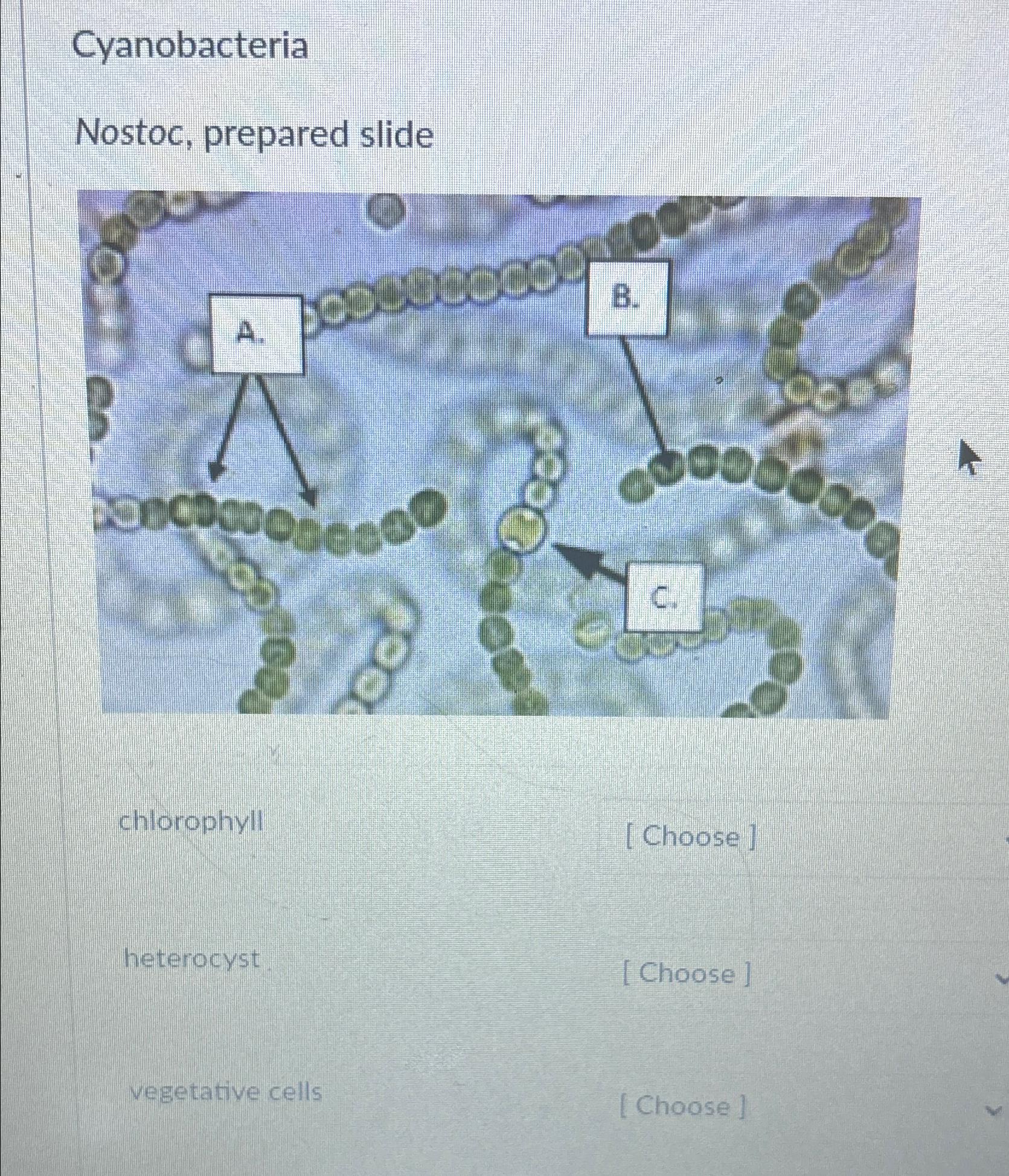 Solved CyanobacteriaNostoc, prepared | Chegg.com