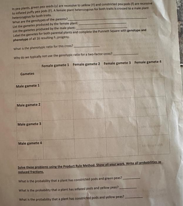 Solved In pea plants, green pea seeds (V) are recessive to | Chegg.com