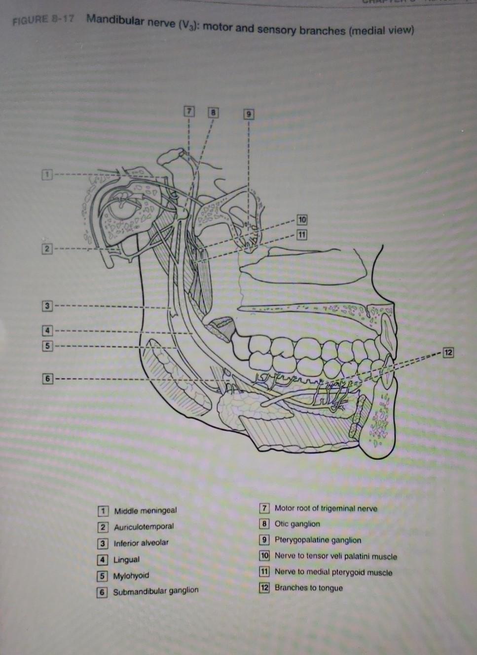 Solved FIGURE 8-17 Mandibular nerve (V3): motor and sensory | Chegg.com