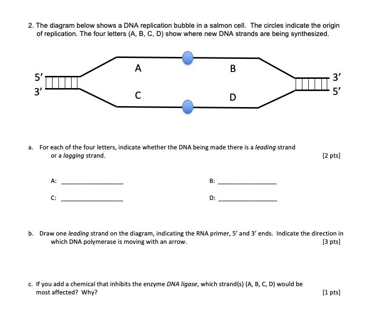 Solved The diagram below shows a DNA replication bubble in a | Chegg.com