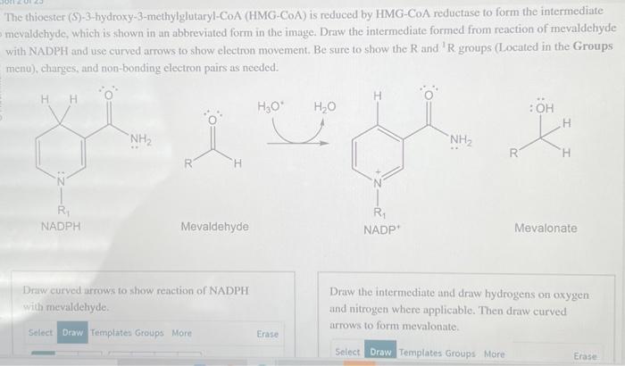 Solved The thioester (5)-3-hydroxy-3-methylglutaryl-CoA | Chegg.com