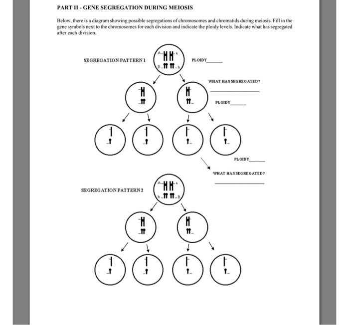 Solved PART II - GENE SEGREGATION DURING MEIOSIS Below, | Chegg.com