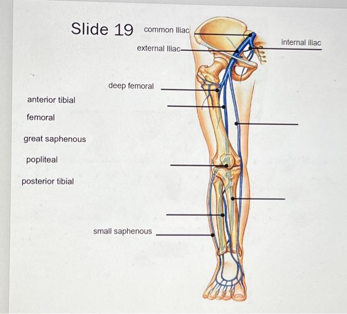 Solved Lab Act 1: Major Arteries and Veins Open the Slide | Chegg.com