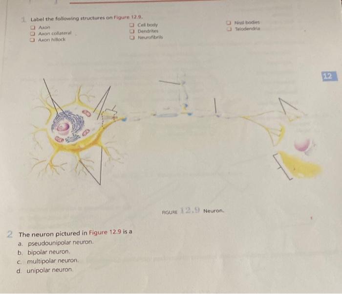 Solved Label the following structures on Figure 12.9. Axon | Chegg.com