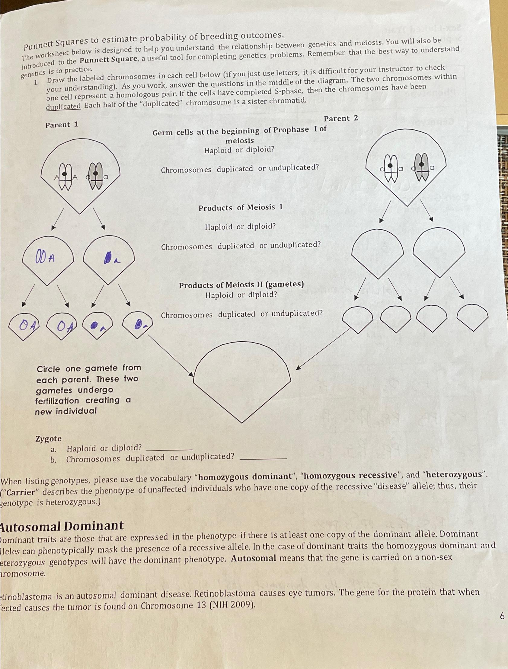 Punnett Squares to estimate probability of breeding | Chegg.com