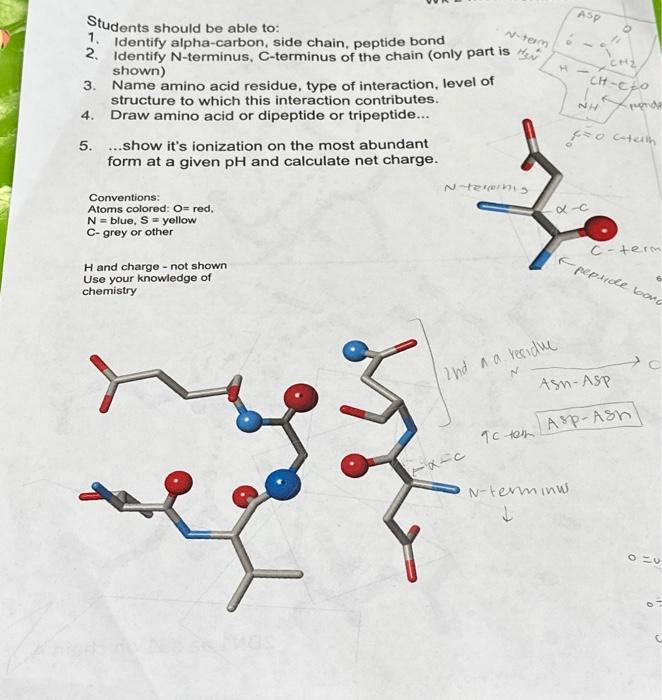Students should be able to: 1. Identify alpha-carbon, | Chegg.com