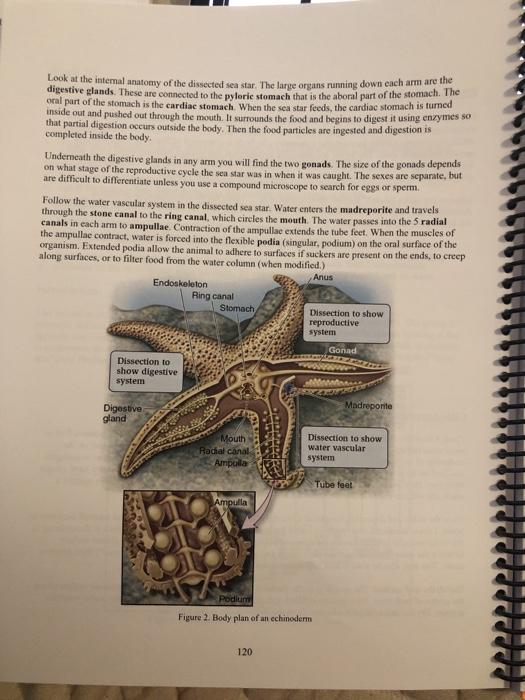 Solved Look at the intemal anatomy of the dissected sea | Chegg.com