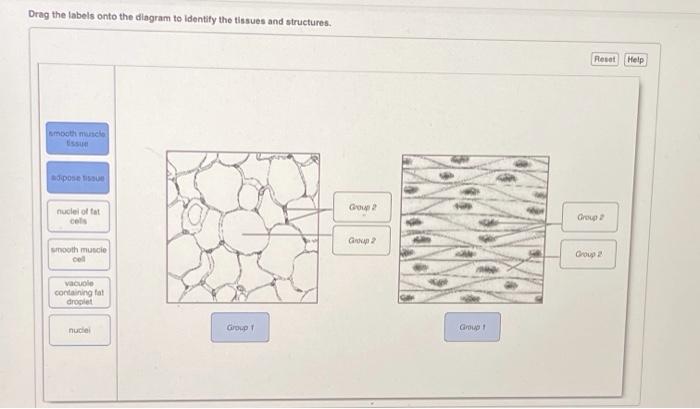Solved 02 Part A Drag the labels onto the diagram to | Chegg.com