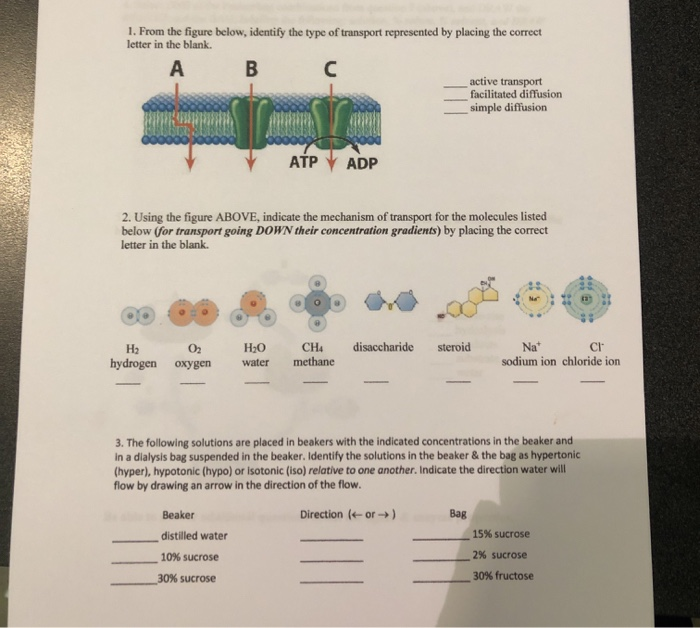 Solved 1. From the figure below, identify the type of | Chegg.com