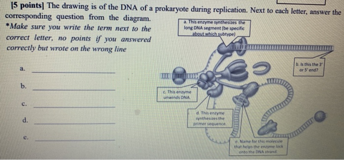 Solved 15 points) The drawing is of the DNA of a prokaryote | Chegg.com