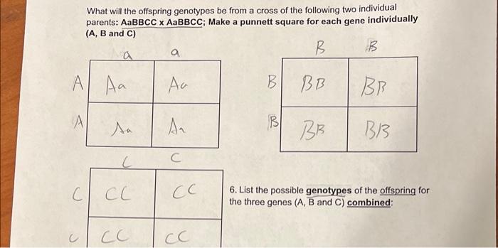 Solved What will the offspring genotypes be from a cross of | Chegg.com