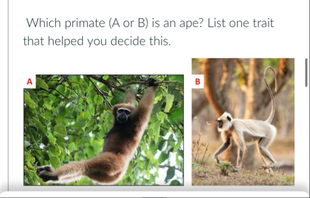 Solved Which primate ( ﻿A or B ) ﻿is an ape? List one trait | Chegg.com