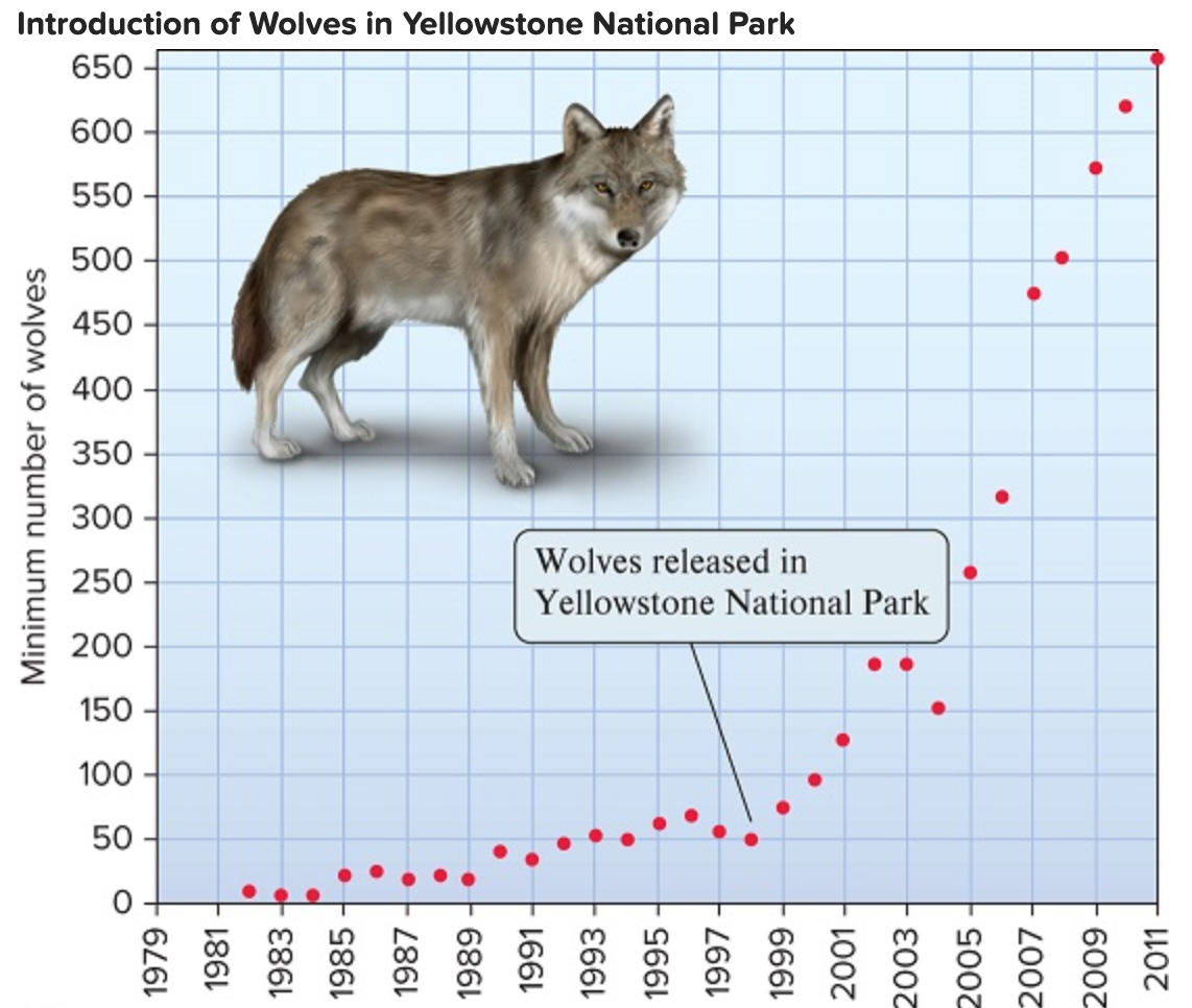 Solved In the mid-1990’s, ﻿wolves were released into | Chegg.com