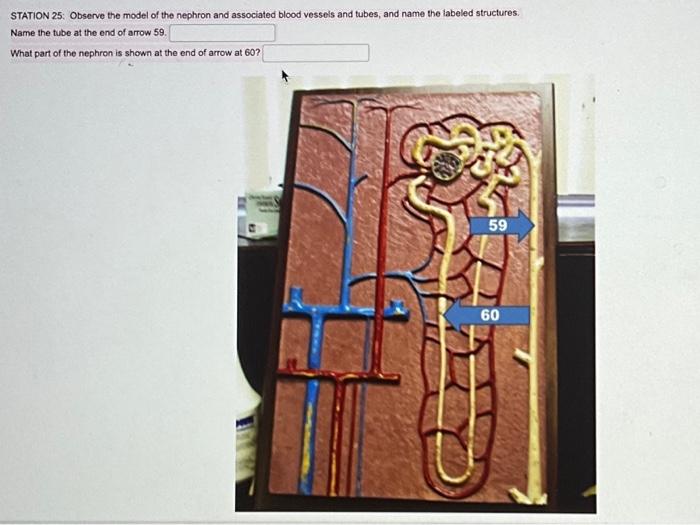 Solved STATION 25: Observe the model of the nephron and | Chegg.com