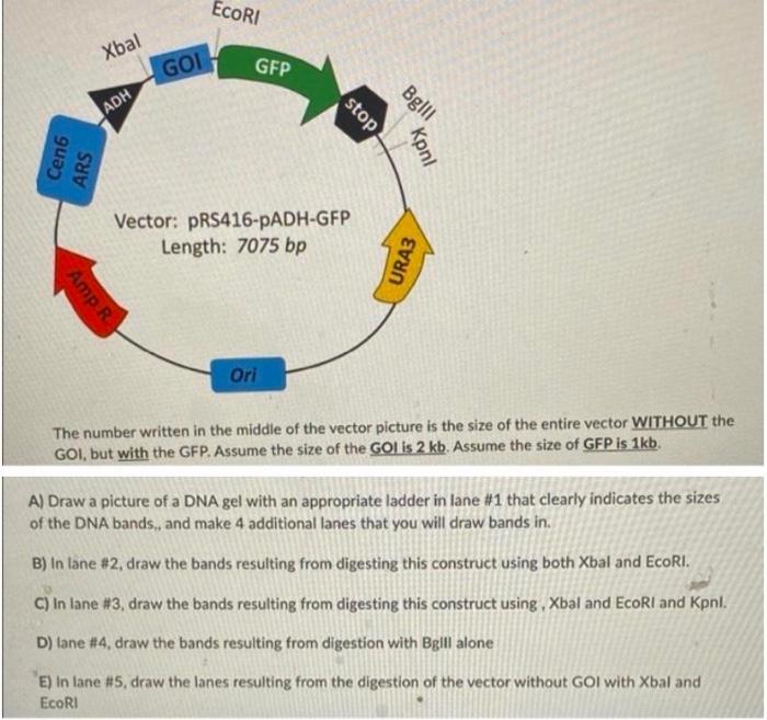 Solved EcoRI Xbal GOI GFP ADH Bglli koni stop Cen6 ARS | Chegg.com
