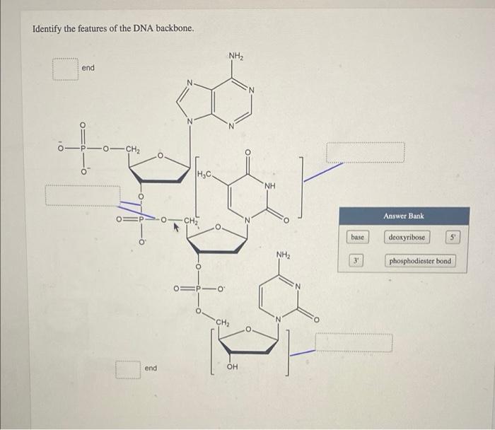 Solved Identify the features of the DNA backbone, NH2 end N | Chegg.com