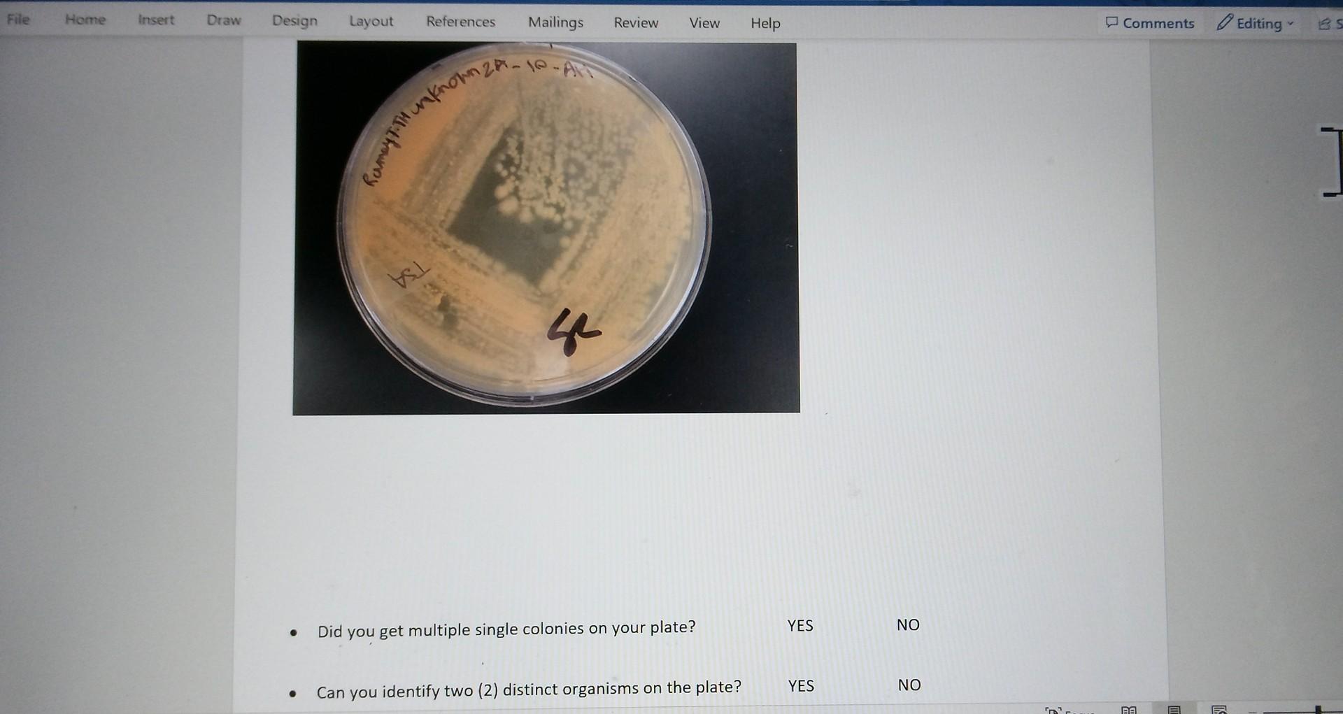 - Did you get multiple single colonies on your plate? | Chegg.com
