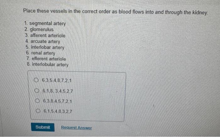 Solved Place these vessels in the correct order as blood | Chegg.com