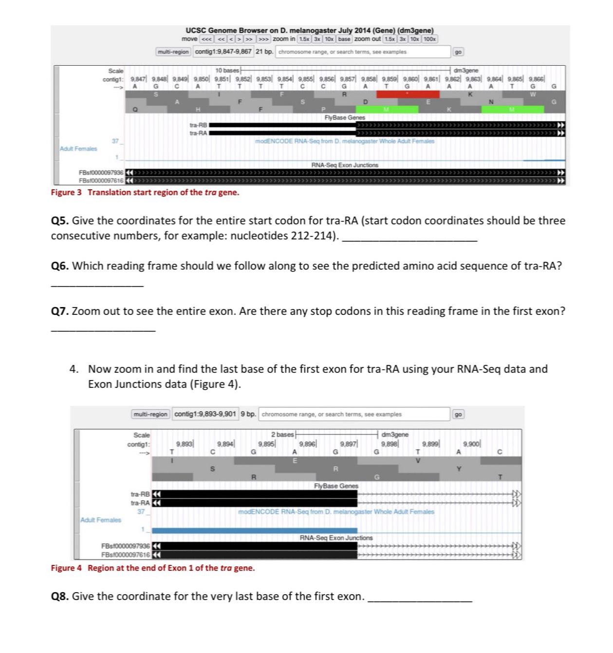 Solved Figure 3 ﻿Translation start region of the tra | Chegg.com