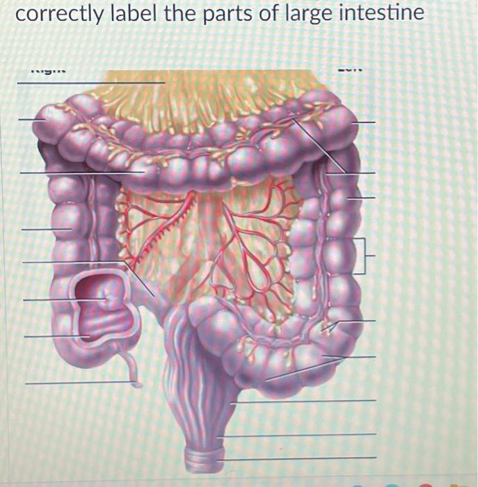 Solved correctly label the parts of large intestine | Chegg.com
