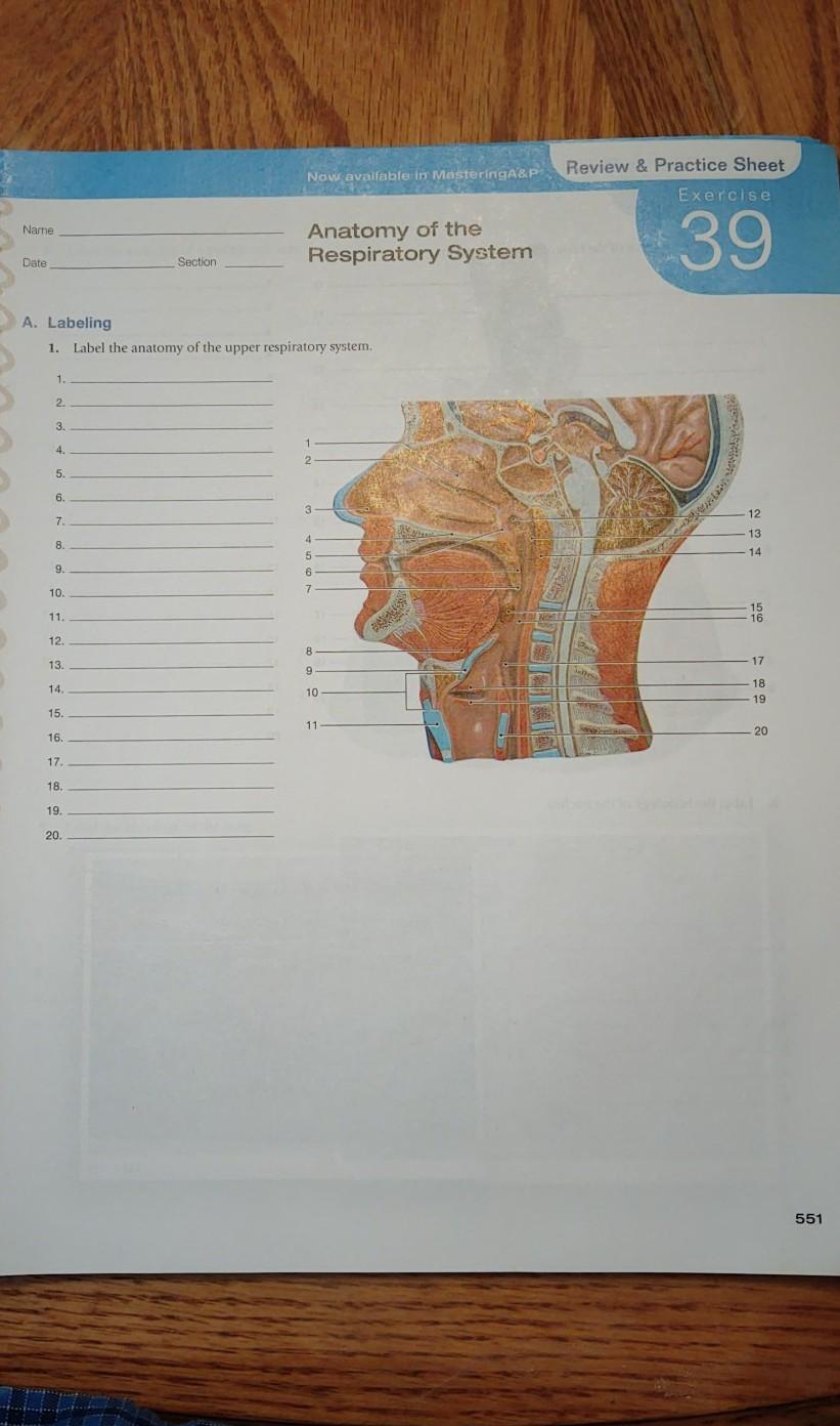 Solved Now available in MasteringA&P Review & Practice Sheet | Chegg.com