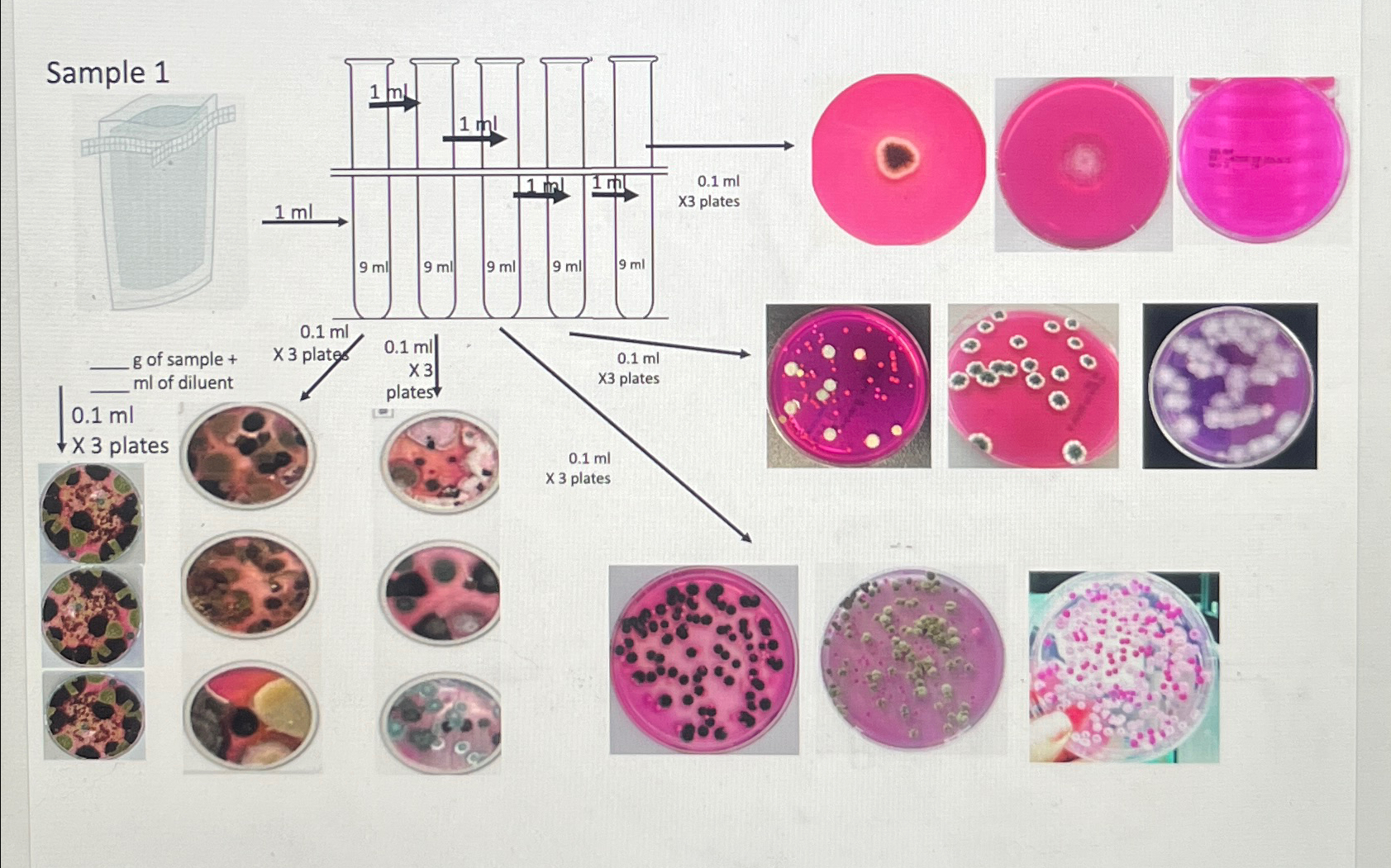 Solved How much of a sample did they decide to use? How much | Chegg.com