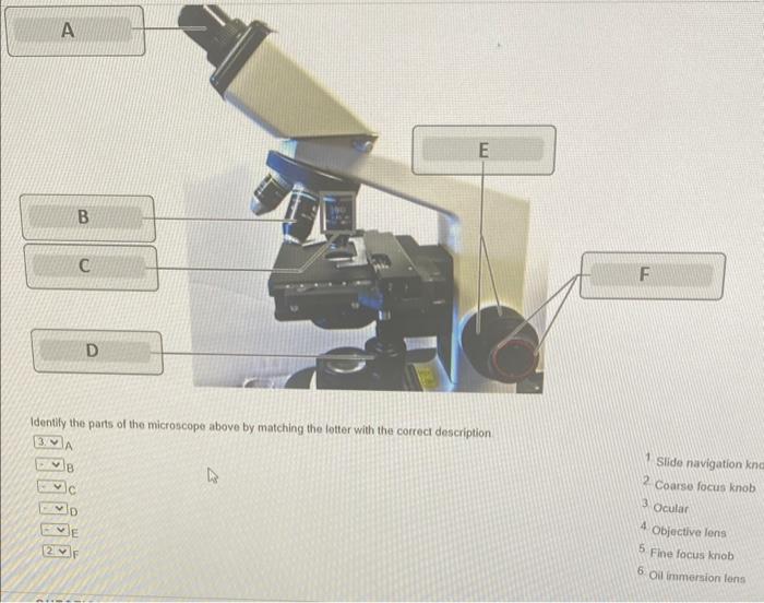 Solved Identily the parts of the microscope above by | Chegg.com