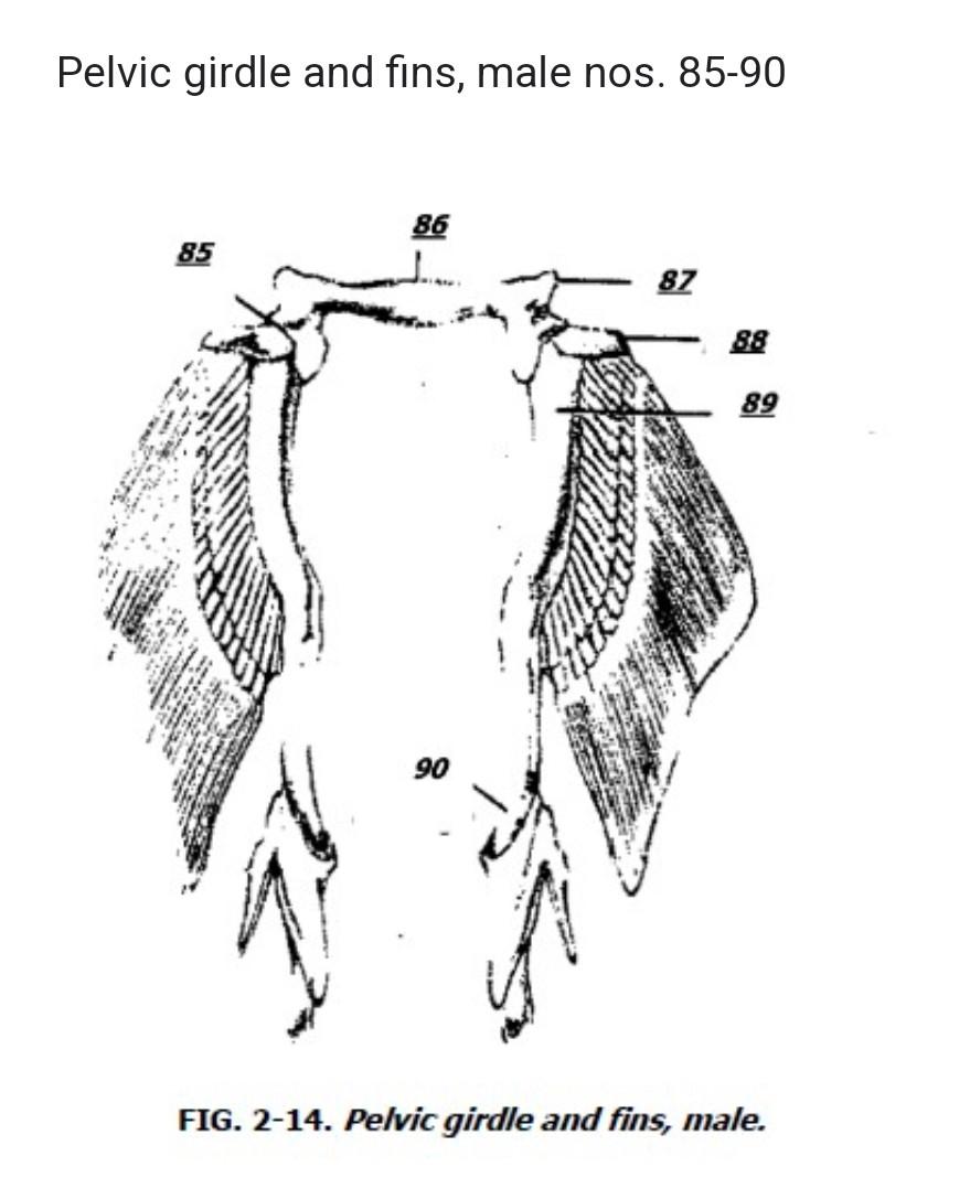 Solved Chondrocranium (dorsal view) nos. 12−24Chondrocranium | Chegg.com