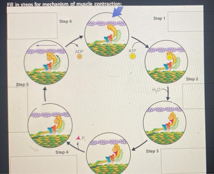 Solved Fill in steps for mechanism of muscle contraction: | Chegg.com