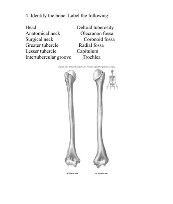 Solved 4. Identify the bone. Label the following: Head | Chegg.com