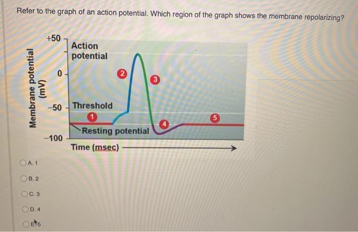 Solved Refer to the graph of an action potential. Which | Chegg.com