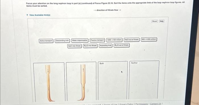 Solved Focus your attentian on the long nephren loep in part | Chegg.com