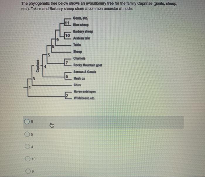 Solved The phylogenetic tree below shows an evolutionary | Chegg.com