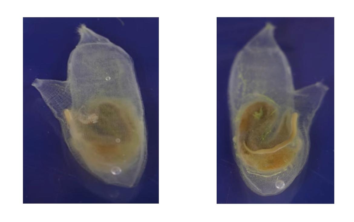 Solved Fully label and annotate the (associated) ﻿images. | Chegg.com